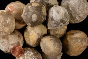 Wooster’s Fossil of the Week: A cystoid (Middle Ordovician of ...