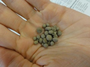 When Volcanoes Erupt | Wooster Geologists