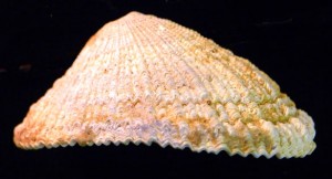 Wooster’s Fossil of the Week: an Italian keyhole limpet (Pliocene of ...