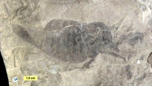 Wooster’s Fossils of the Week: Eurypterids (Late Silurian of New York ...