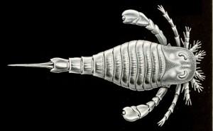 Wooster’s Fossils of the Week: Eurypterids (Late Silurian of New York ...