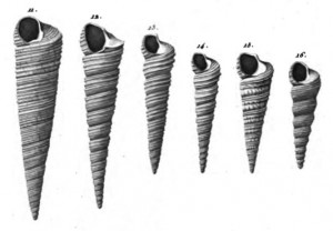 Wooster’s Fossils of the Week: Corkscrew shells from the Pliocene of ...