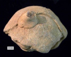 Wooster’s Fossils of the Week: A calcareous sponge with a crinoid ...