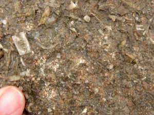 Wet and Cold Wooster Geologists in the Silurian of Central Ohio ...