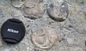 Wooster Geologists in Indiana! | Wooster Geologists