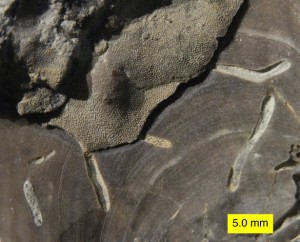 Trypanites_Horizontal_585 | Wooster Geologists