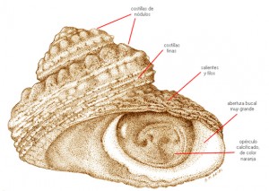 Wooster’s Fossils of the Week: Gastropod opercula from the Pliocene of ...