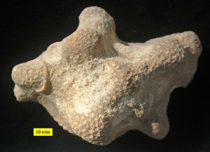 Wooster’s Fossils of the Week: A scleractinian coral and its tube ...