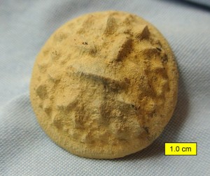 Wooster’s Fossil of the Week: An unusual scleractinian coral from the ...