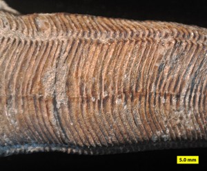 Wooster’s Fossil of the Week: A conulariid revisited (Lower ...