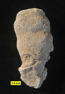 Wooster’s Fossils of the Week: calcareous sponges from the Middle ...