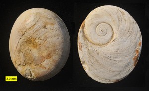 Wooster’s Fossils of the Week: Gastropod opercula from the Pliocene of ...