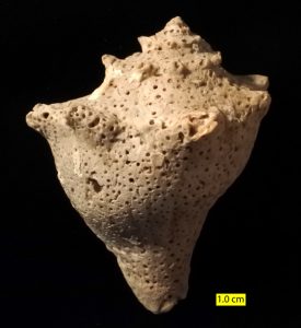 entobia-snail-2 | Wooster Geologists