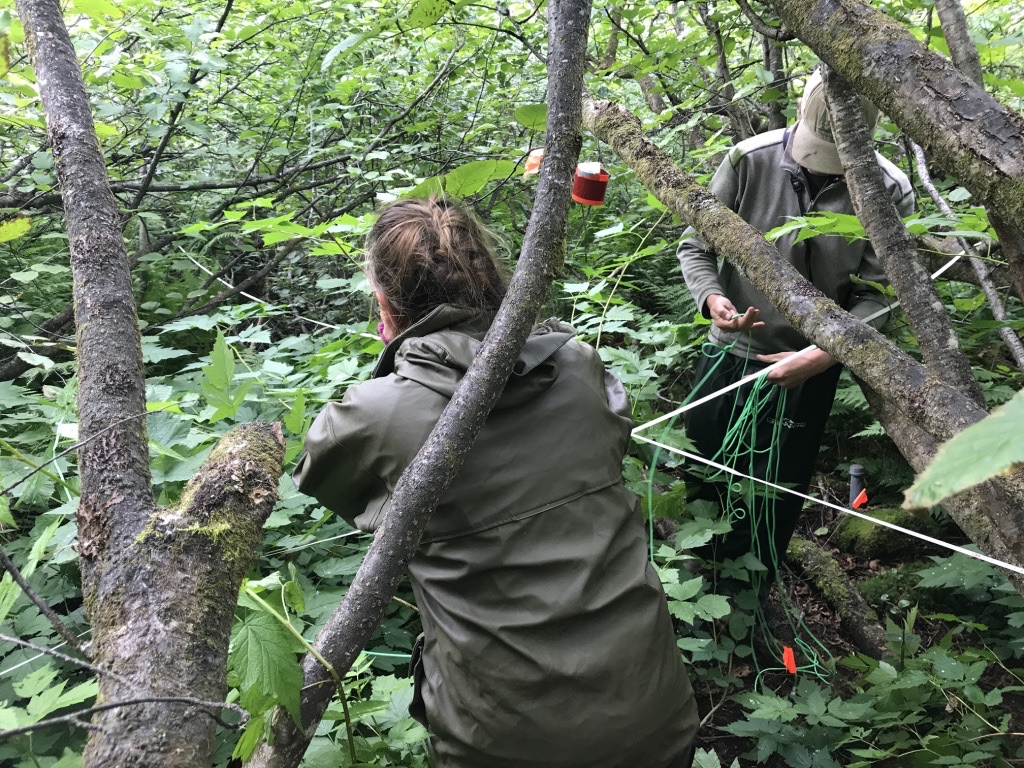 The Cooper Plots – Ecological Succession in Glacier Bay National Park ...