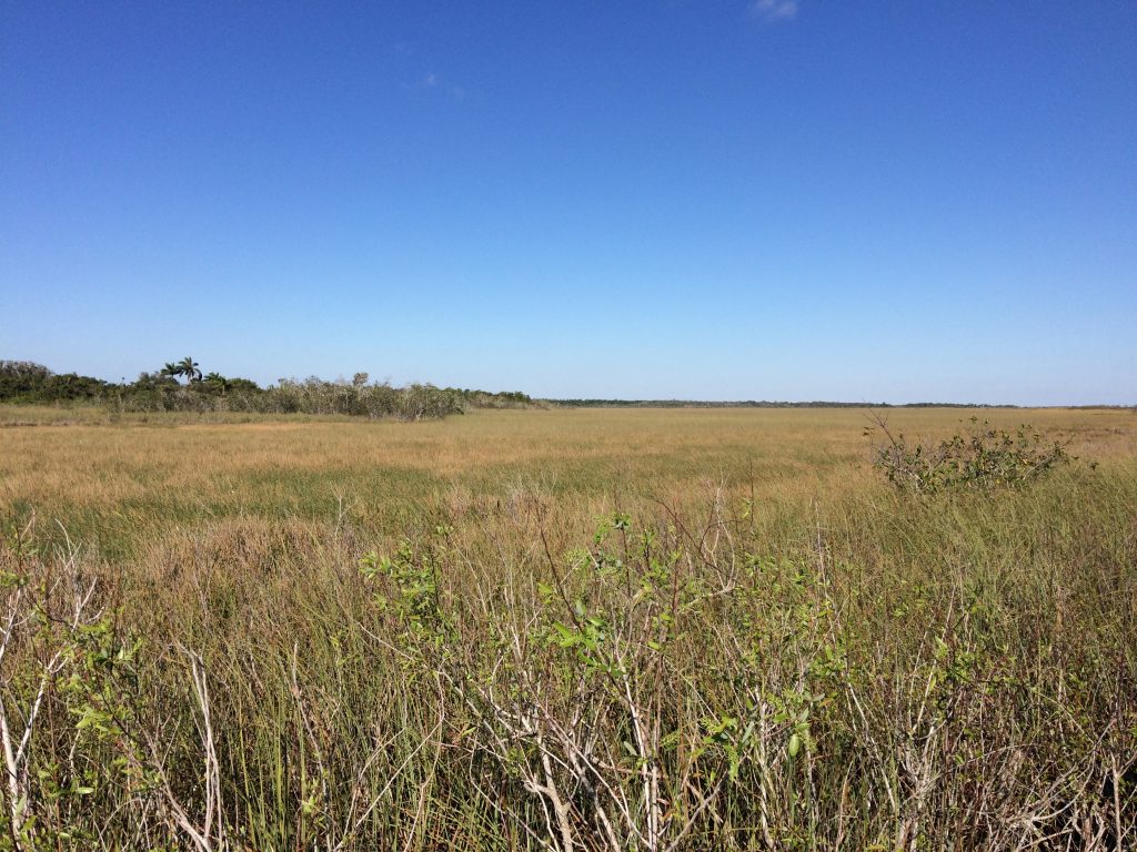 The Everglades Are All About Geology | Wooster Geologists