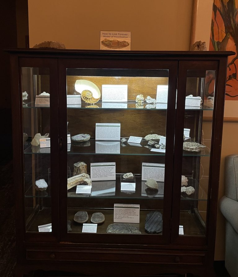 Paleoecology (2025) and Museum Studies | Wooster Geologists
